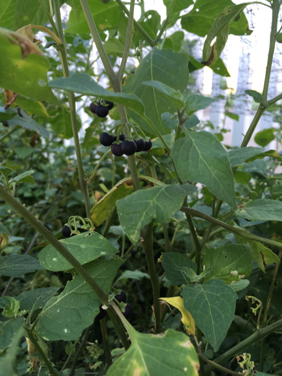 What the Heck is Schwartzbeeren? | Year on the Family Farm