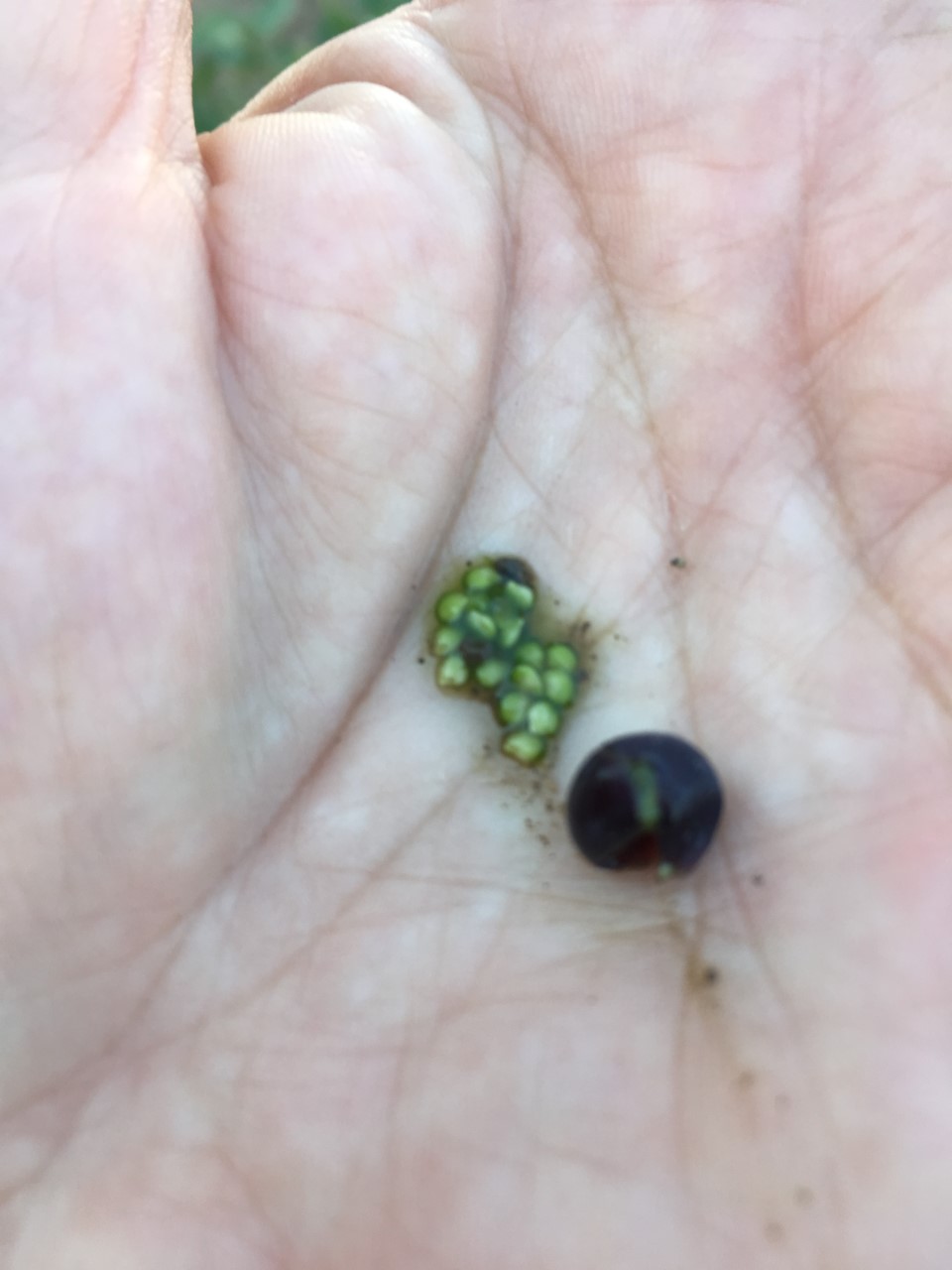 What the Heck is Schwartzbeeren? | Year on the Family Farm