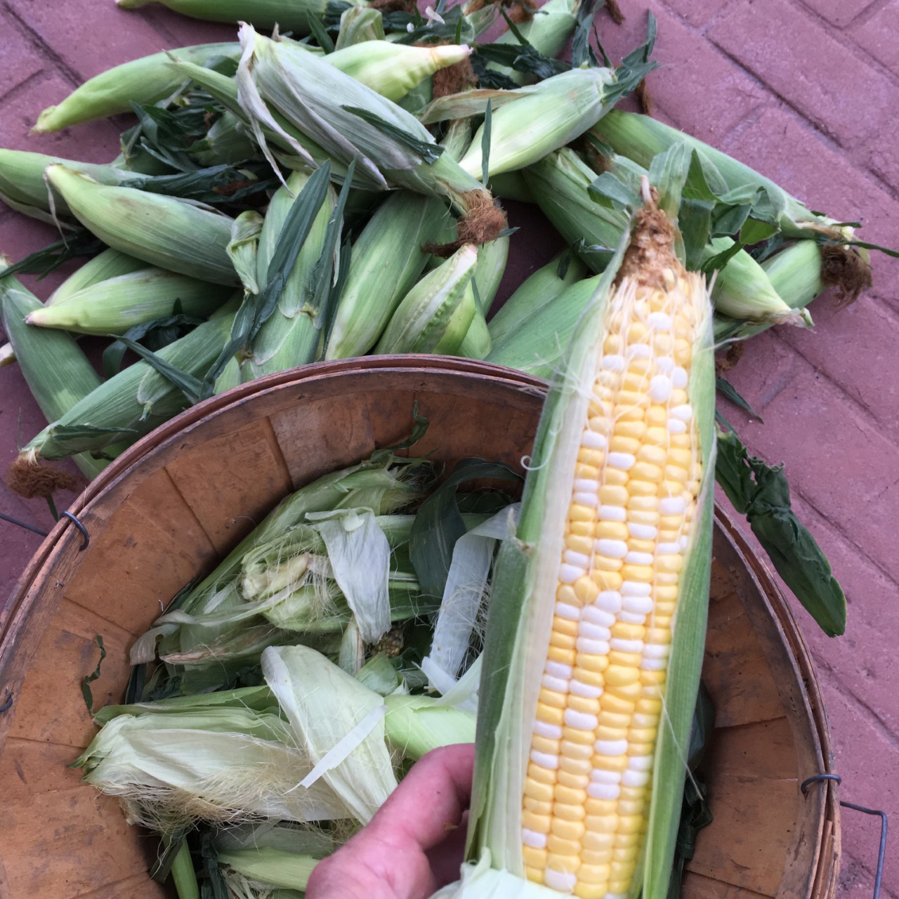 Aw, Shucks | Year on the Family Farm